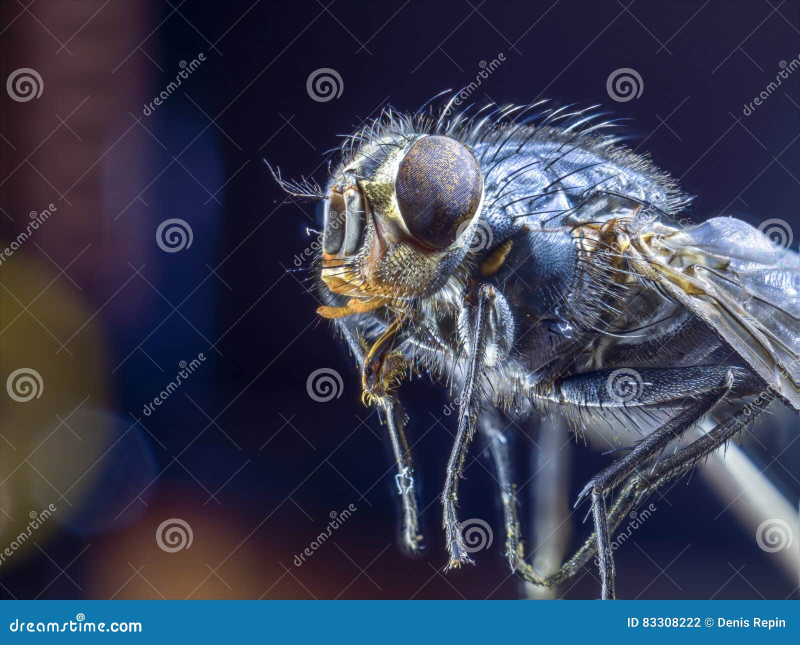 Macro a Fly Side View, Close Up Stock Photo - Image of face, colorful ...