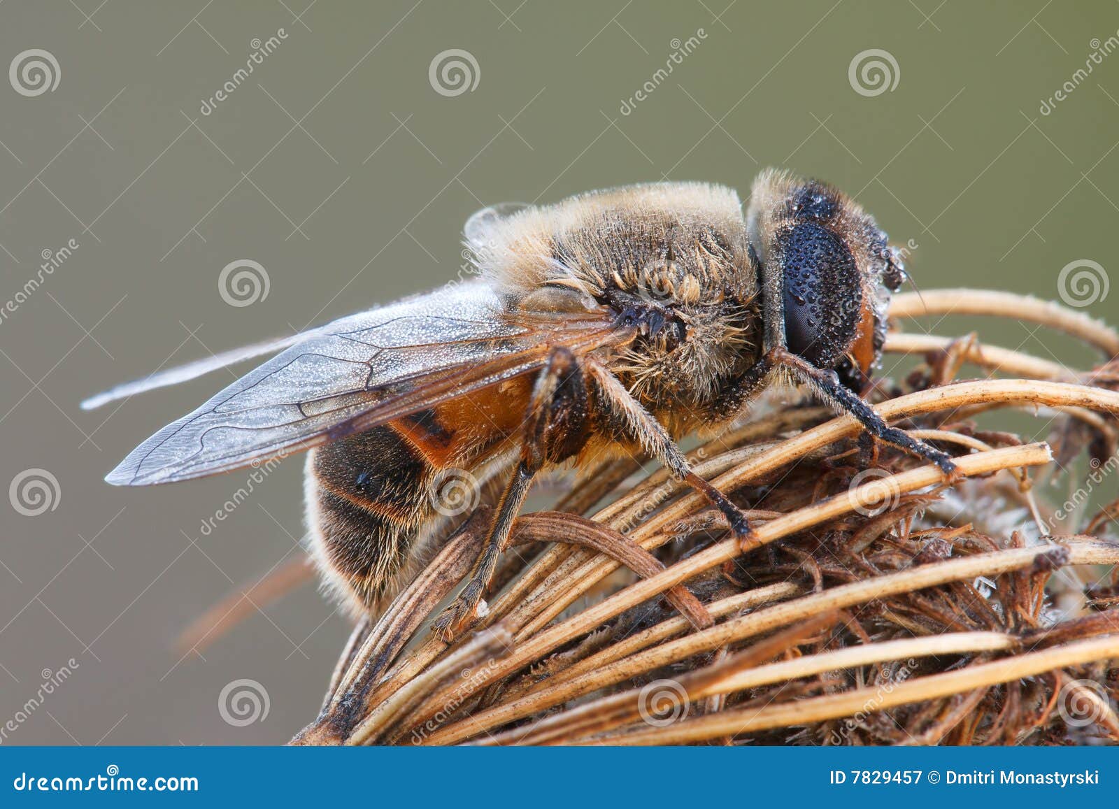 Macro Fly Sitting on a Flower Stock Image - Image of autumn, beauty ...