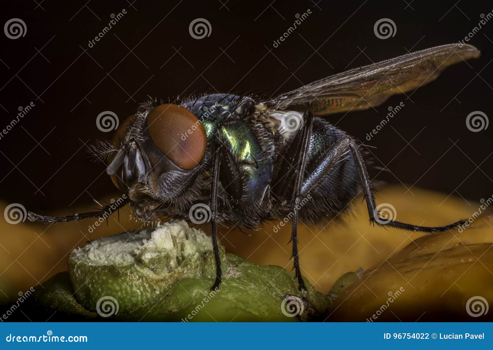Macro fly stock photo. Image of eyes, orange, macro, hairy - 96754022