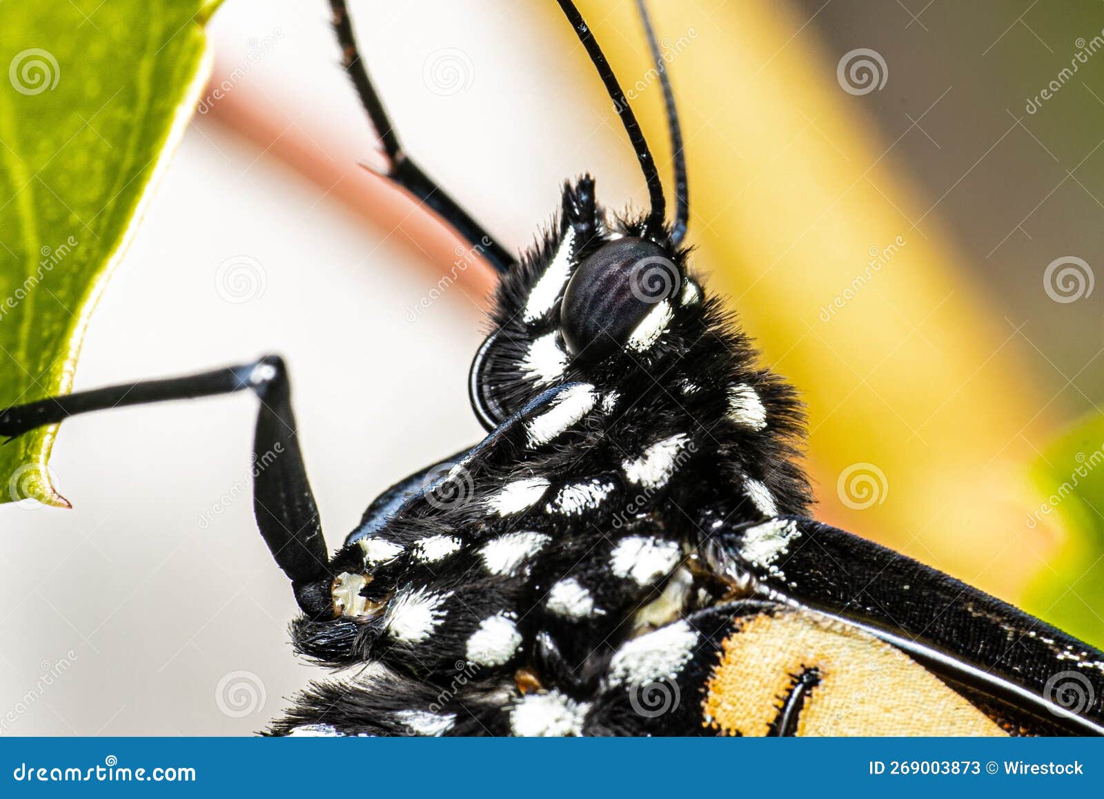 Macro Focus Shot of the Head of a Monarch Butterfly on a Blurred ...