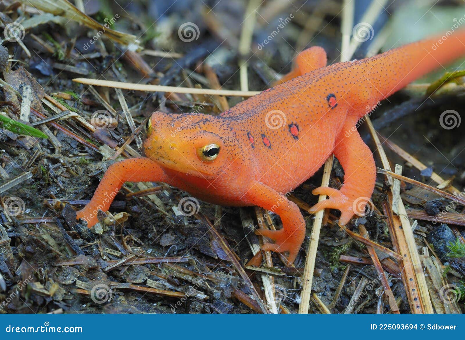 Focus Stacked Image of a Eastern Red Spotted Newt, Eft Stage Stock ...