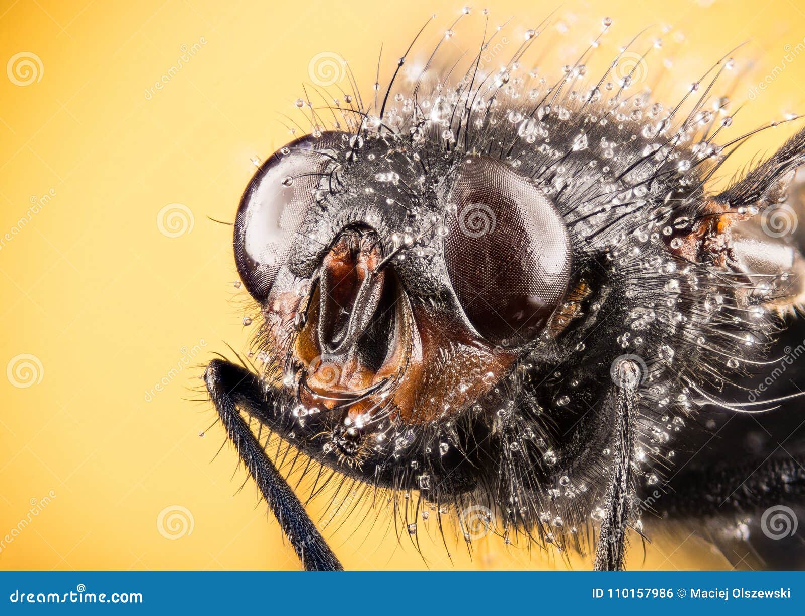 Bluebottle Fly, Bottlebee, Calliphora Vomitoria Stock Photo - Image of ...