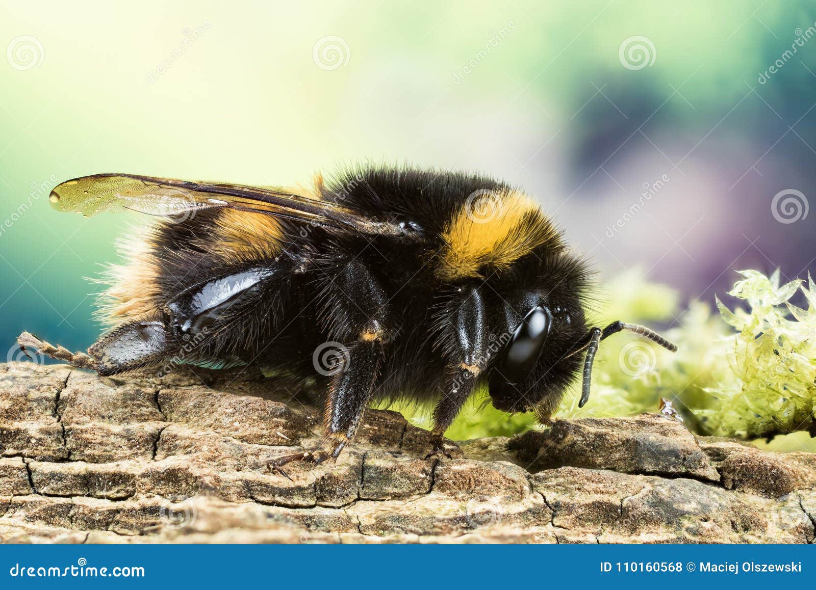 Buff-tailed Bumblebee, Bumblebee, Dumbledor, Dumbledore Stock Photo ...