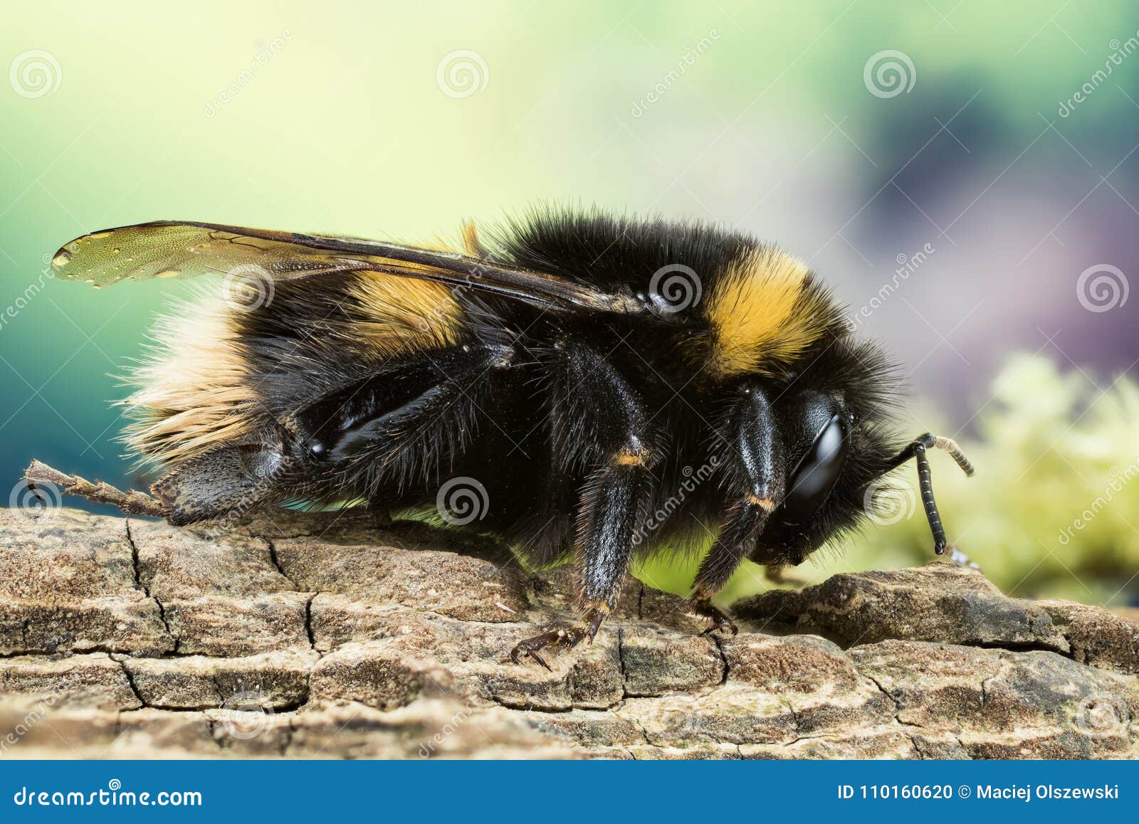 Buff-tailed Bumblebee, Bumblebee, Dumbledor, Dumbledore Stock Photo ...