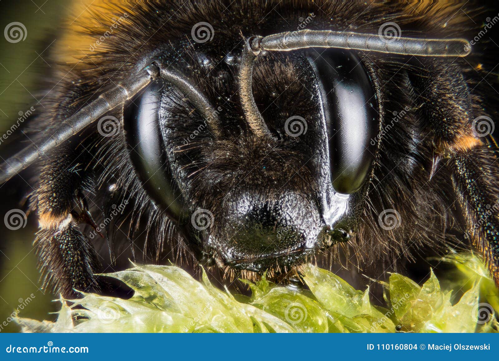 Buff-tailed Bumblebee, Bumblebee, Dumbledor, Dumbledore Stock Photo ...