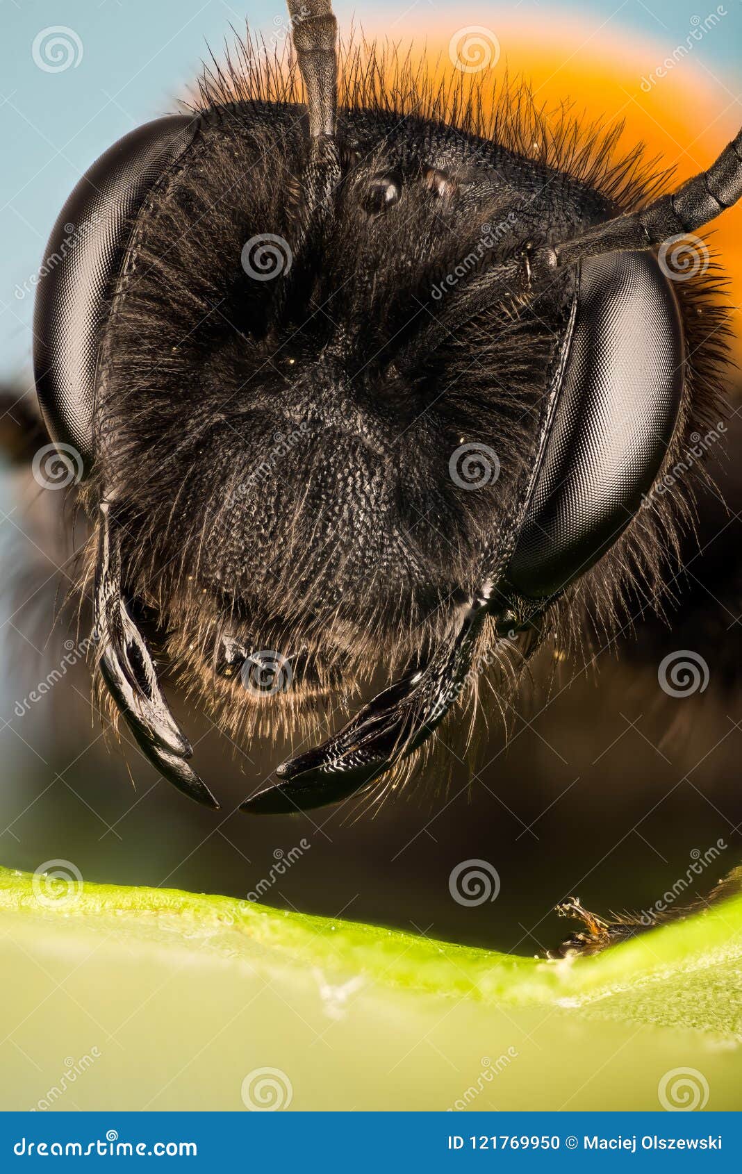 Cliff Mining Bee, Mining Bee , Bee, Andrena Thoracica Stock Photo ...