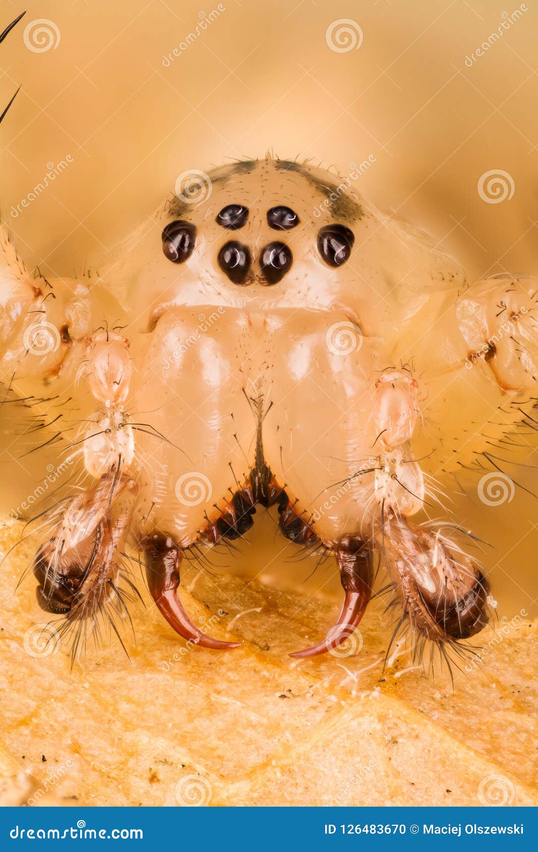 Common Hammock-weaver, Spider, Linyphia Triangularis Stock Photo ...