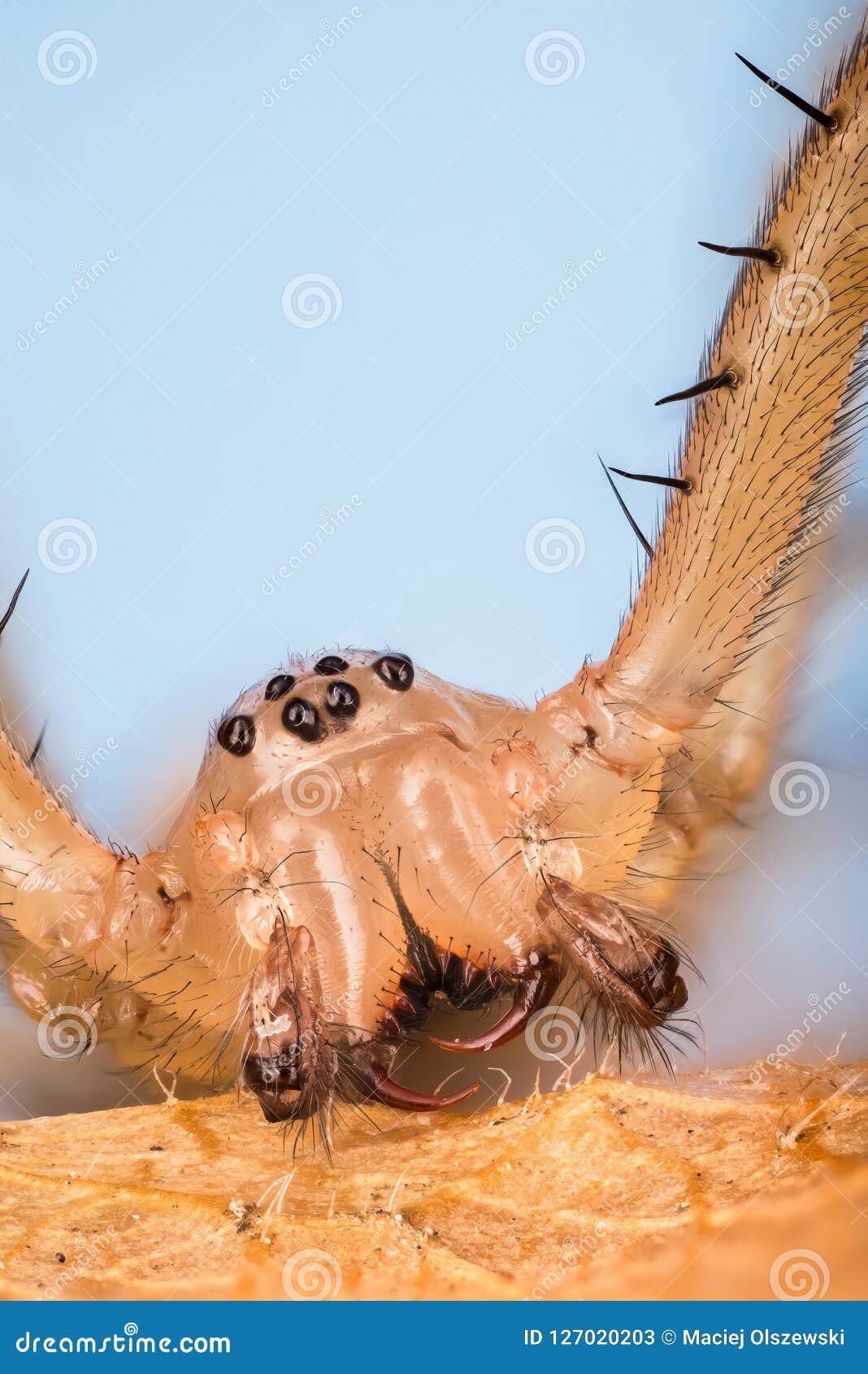 Common Hammock-weaver, Spider, Linyphia Triangularis Stock Image ...