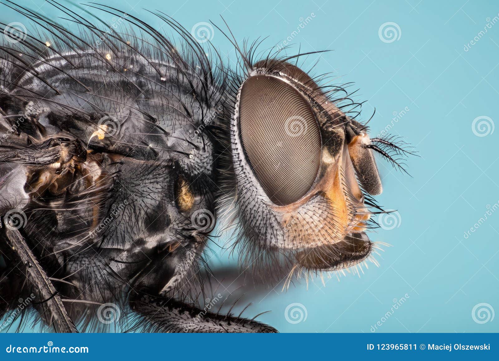 Macro Focus Stacking, Fly, Flies Stock Image - Image of nature, flower ...