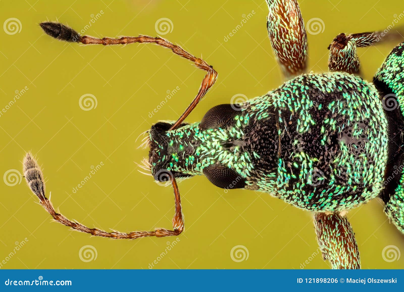 Polydrusus Sericeus, Green Immigrant Leaf Weevil, Walking In Nature ...