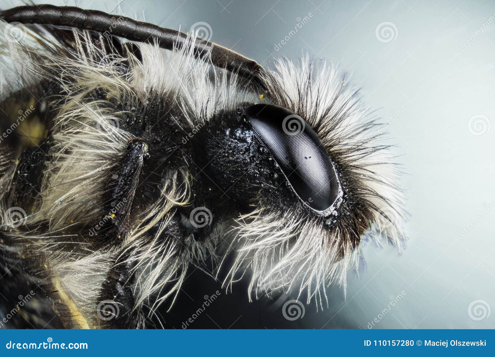 Grey Mining Bee, Bee, Bees stock photo. Image of spring - 110157280