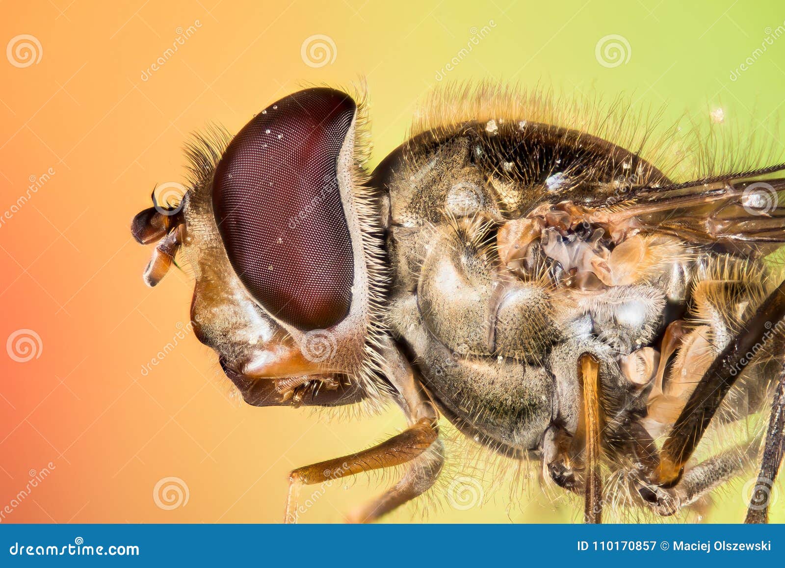 Hover-fly, Hoverfly, Fly, Flies Stock Image - Image of fauna, wing ...
