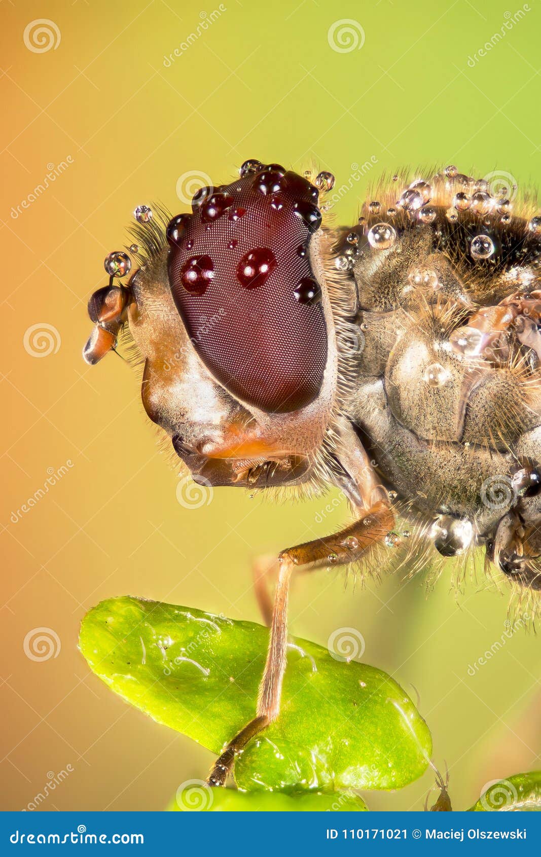 Hover-fly, Hoverfly, Fly, Flies Stock Image - Image of europe, macro ...