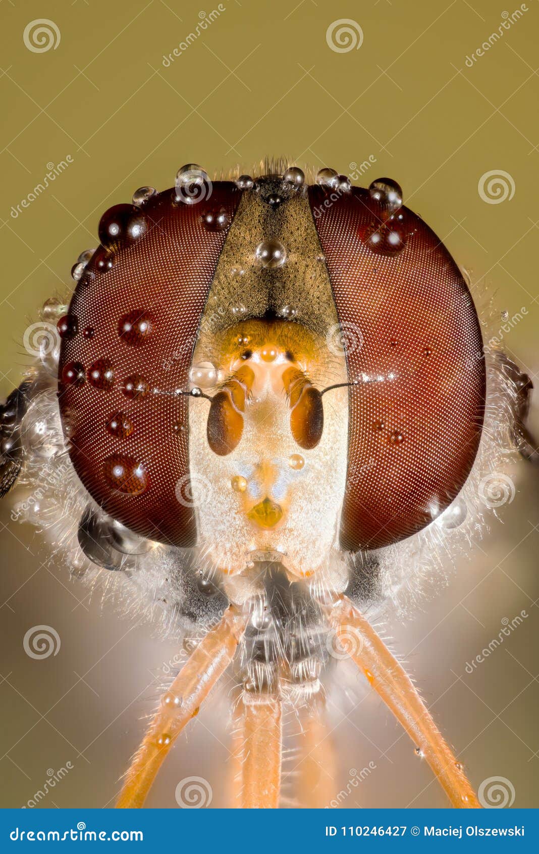 Hover-fly, Hoverfly, Fly, Flies Stock Image - Image of syrphid ...