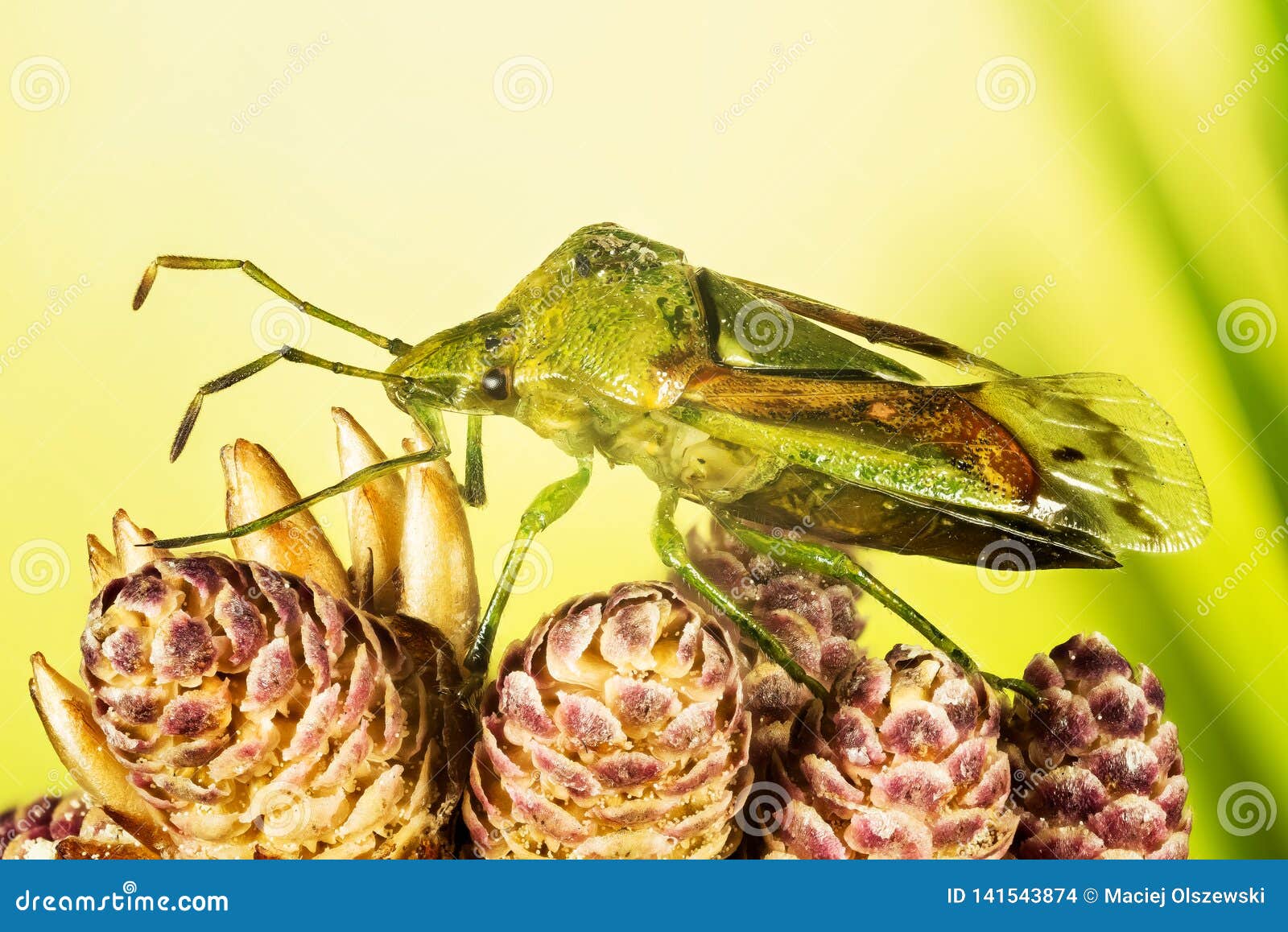 Juniper Shield Bug, Cyphostethus Tristriatus Stock Photo - Image of ...