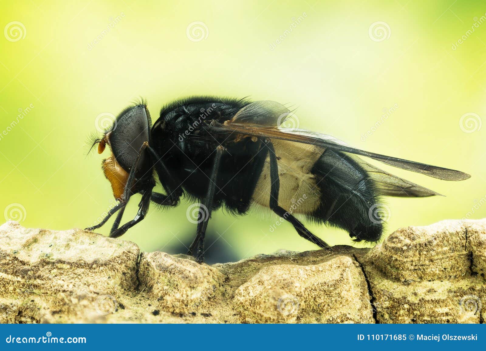 Pellucid Fly, Pellucid Hoverfly, Volucea Pellucens Stock Image - Image ...