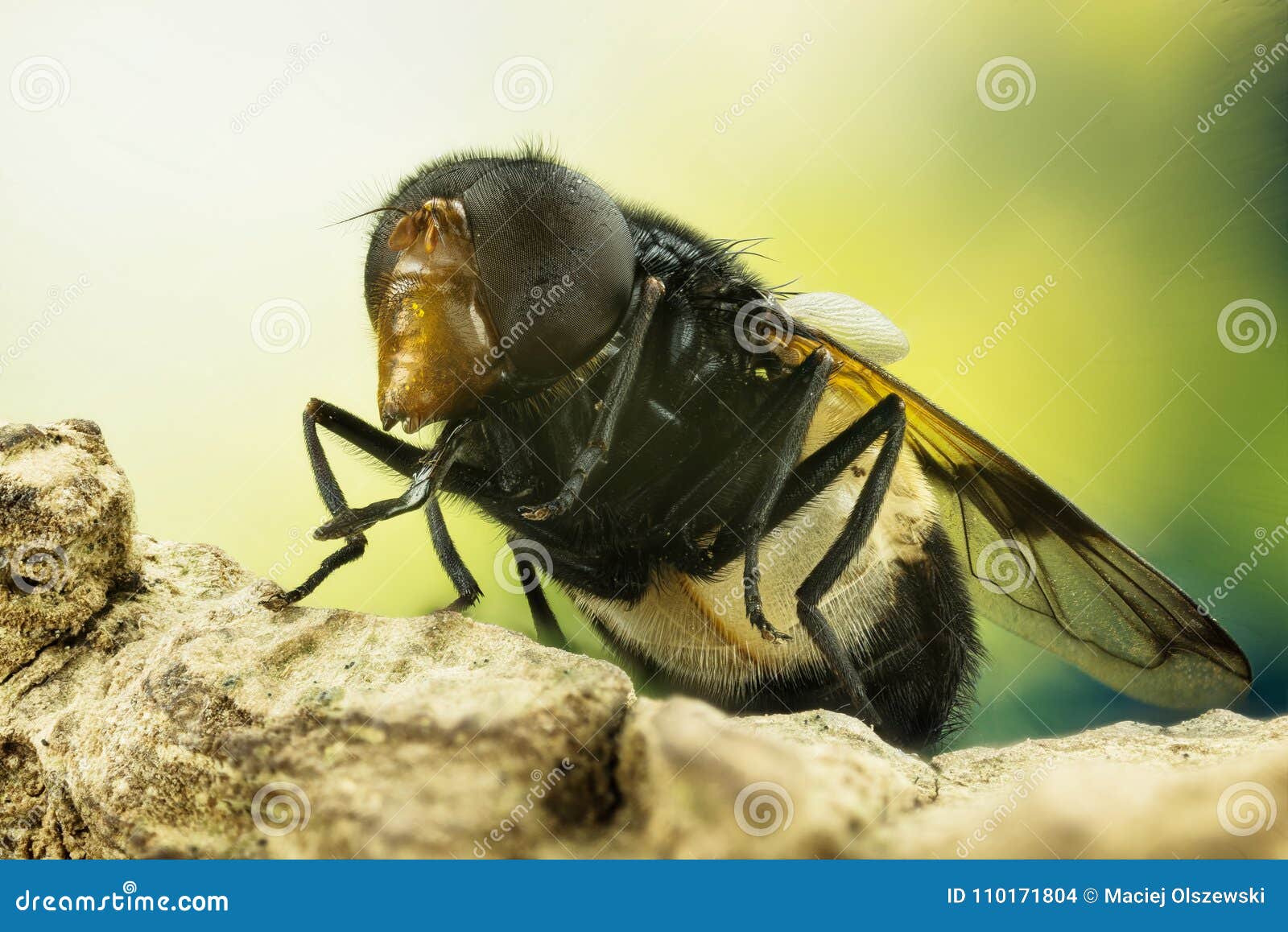 Pellucid Fly, Pellucid Hoverfly, Volucea Pellucens Stock Photo - Image ...
