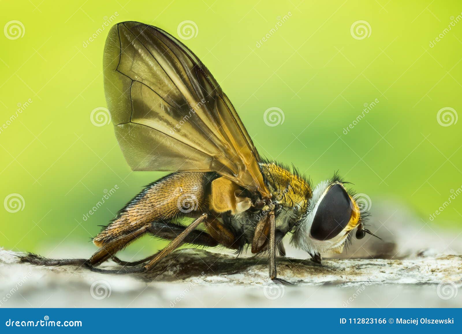 Fly, Phasia hemiptera stock photo. Image of focus, natural - 112823166