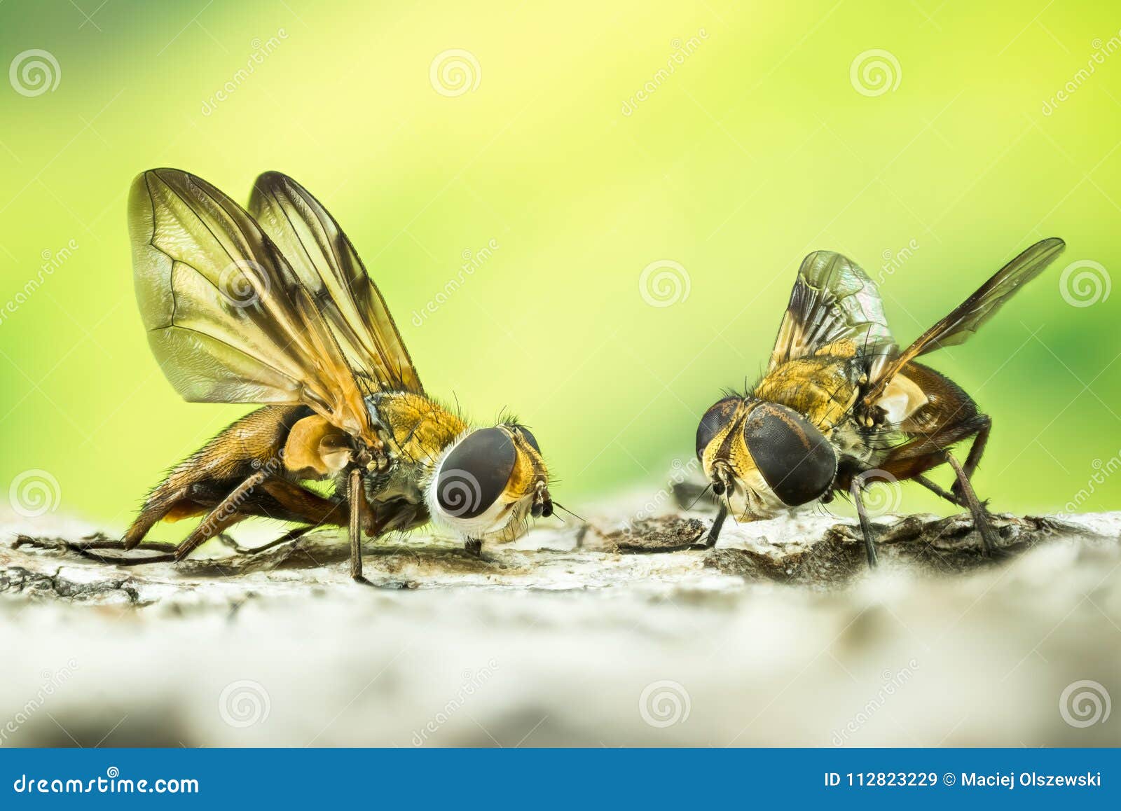 Fly, Phasia hemiptera stock image. Image of wing, micro - 112823229