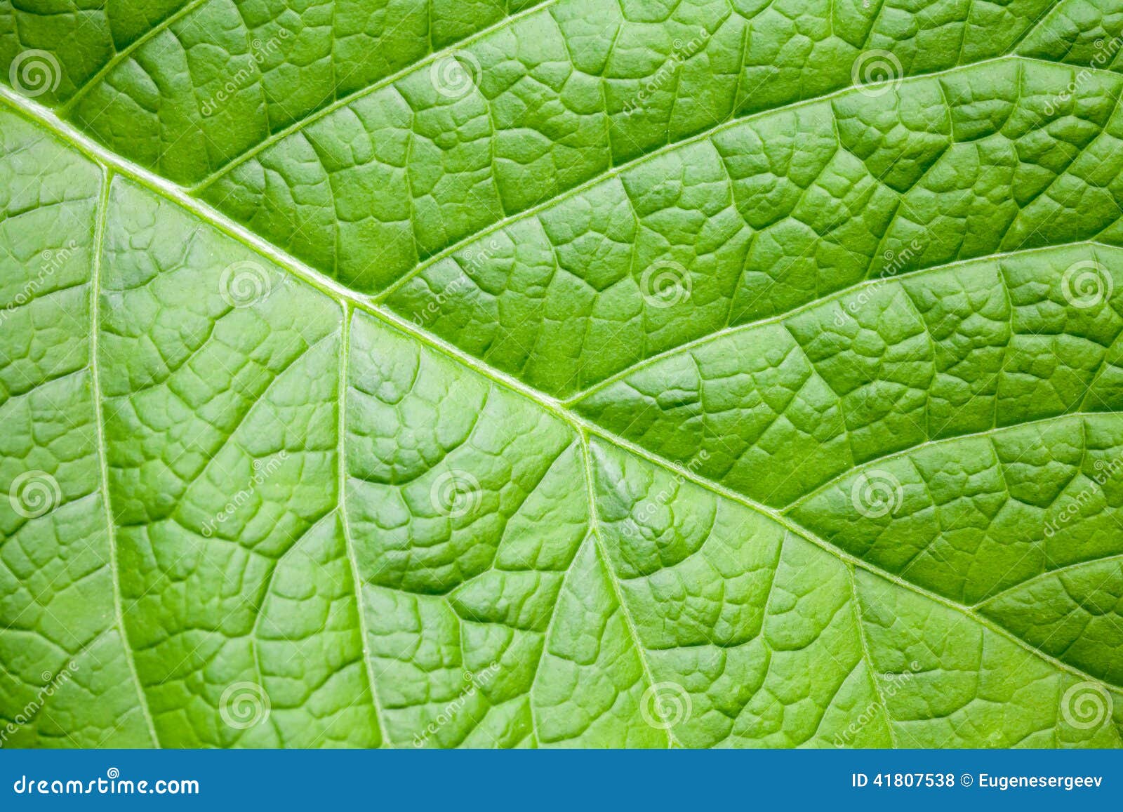 Macro Fond De Nature Avec La Feuille Vert Clair Photo stock - Image du ...