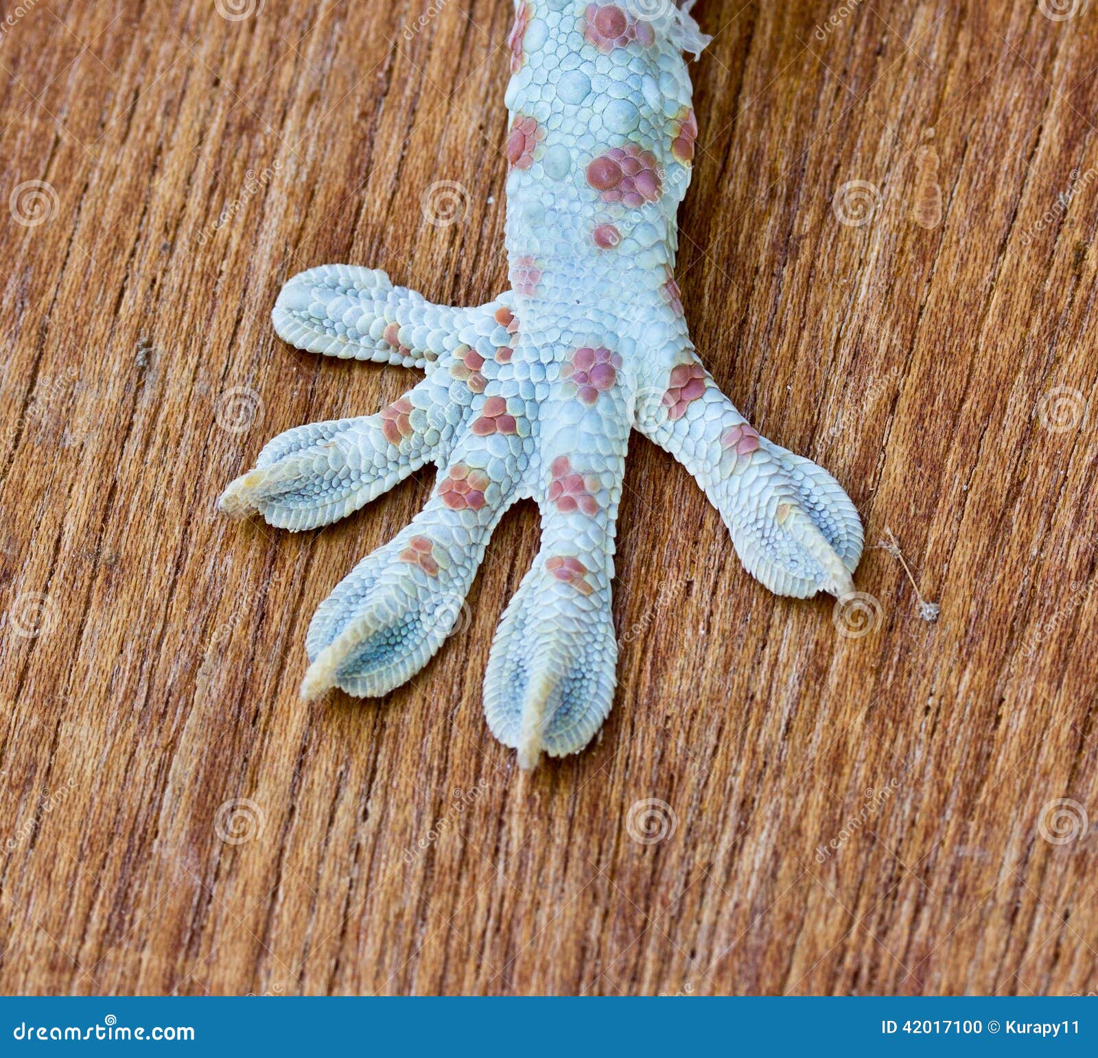 Macro of the foot stock photo. Image of amazon, reptiles - 42017100