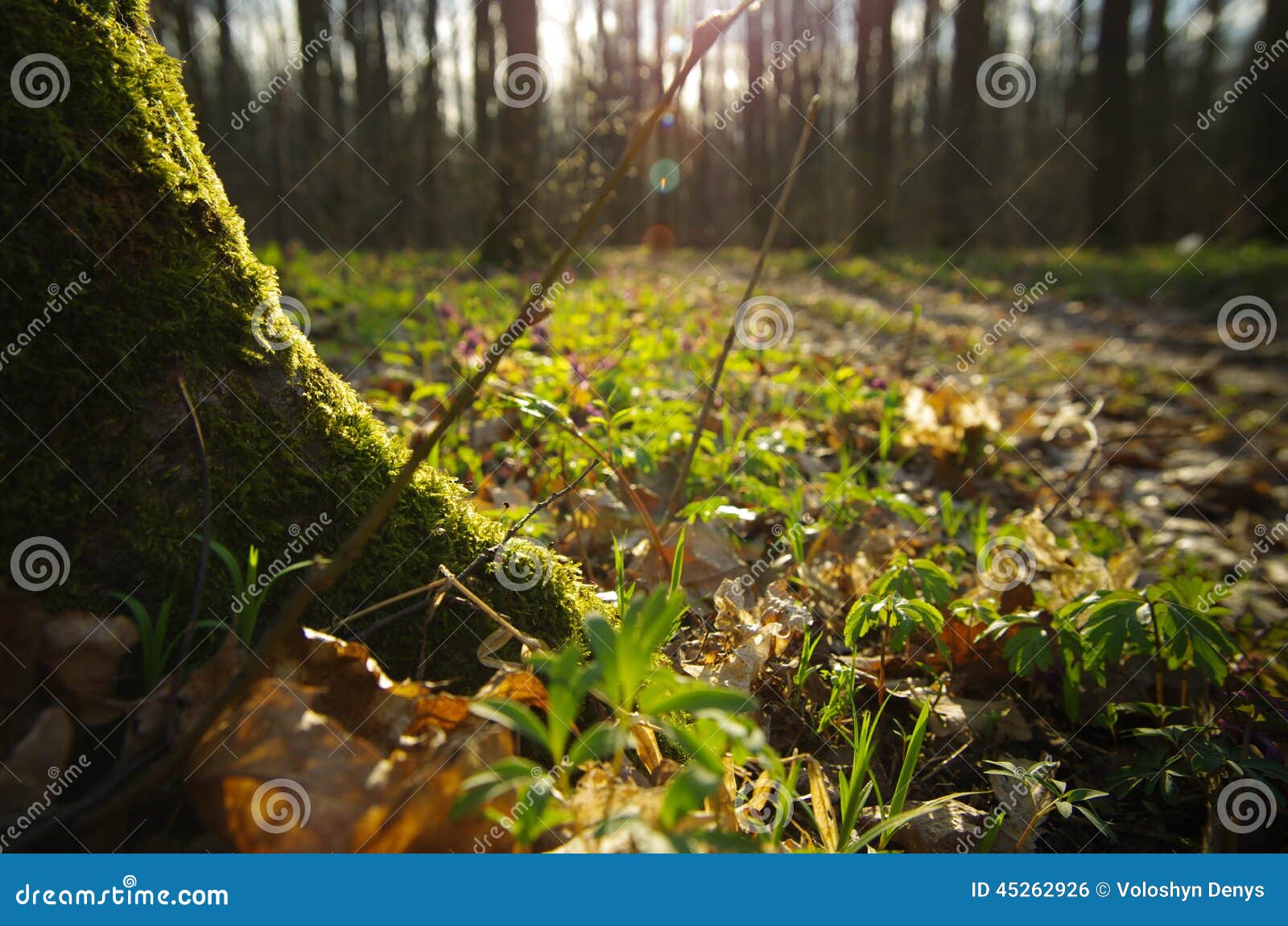 Macro forest stock photo. Image of wood, green, miniworld - 45262926
