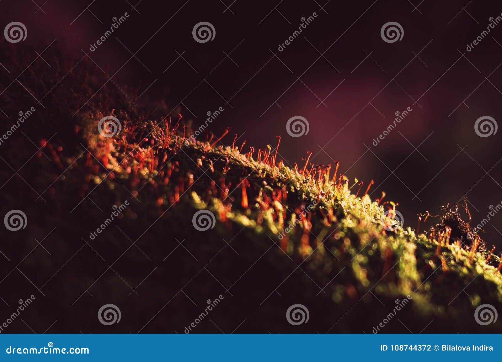 Macro forest world stock photo. Image of fresh, grass - 108744372