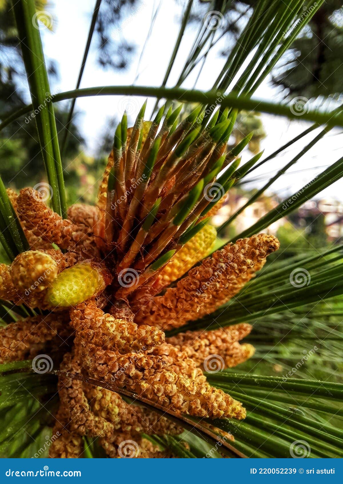 Foto Macro De La Flor De Pino Imagen de archivo - Imagen de planta ...