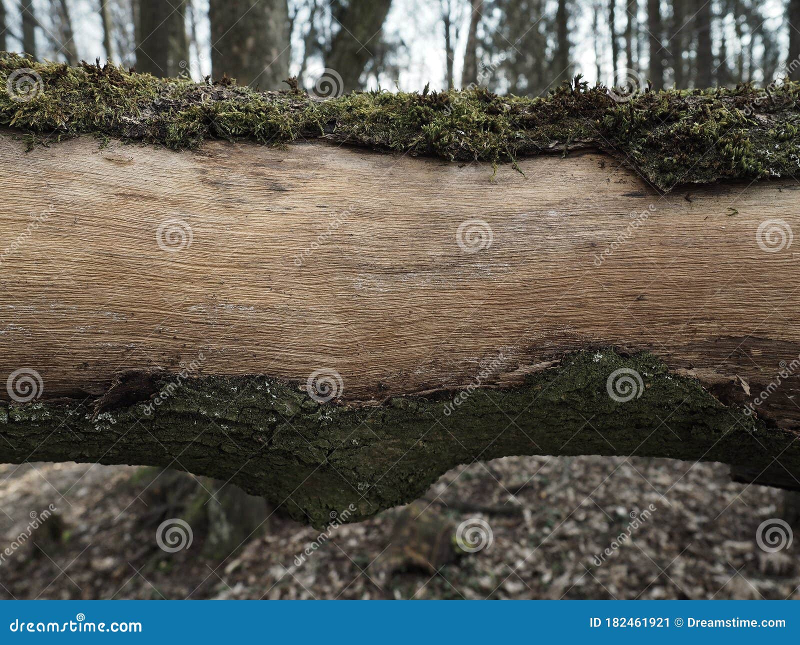 Macro Foto Wood Texture Wood Cortex Tree Stock Image - Image of surface ...