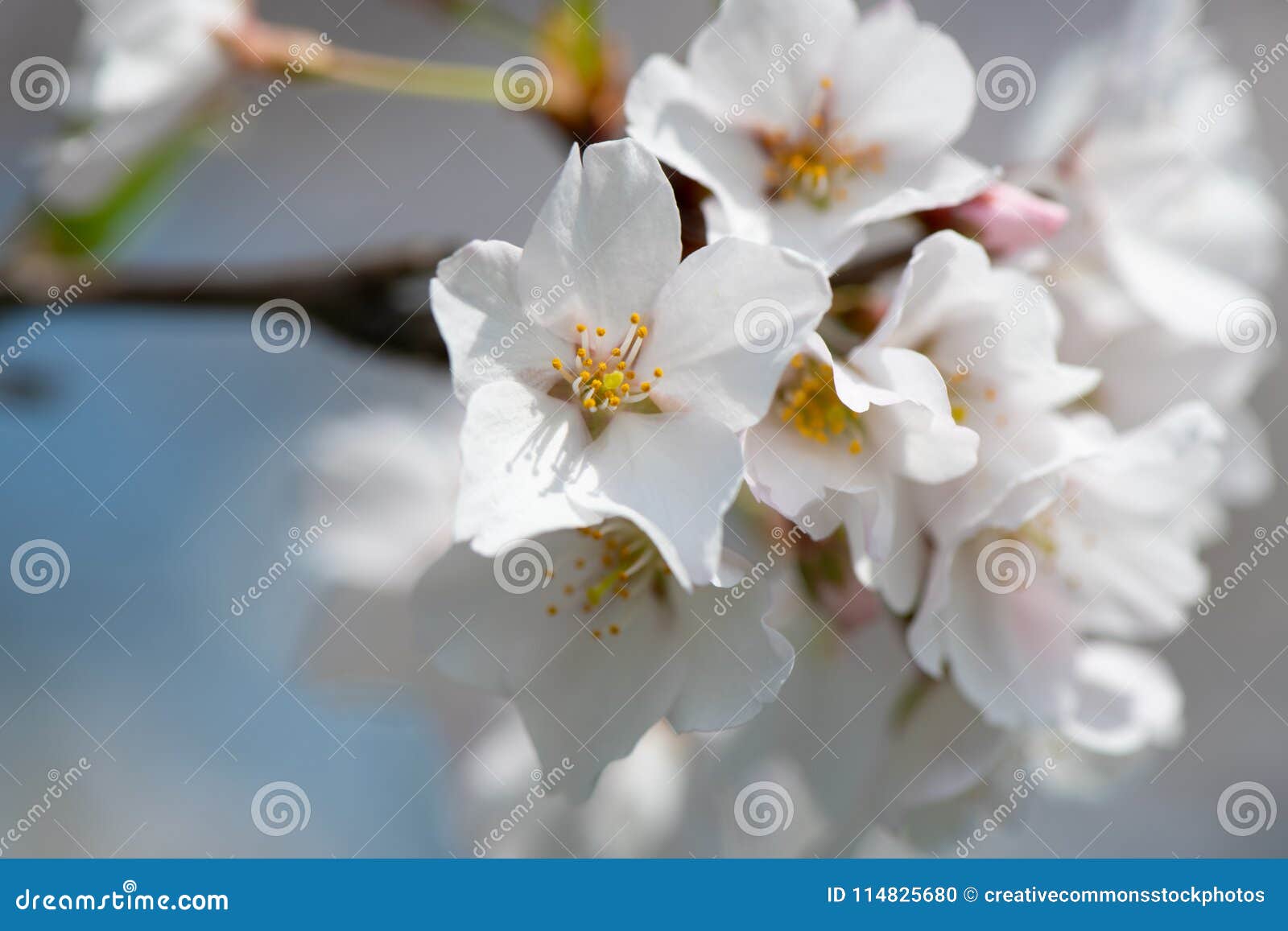 Macro-Fotografia Do Flor De Cereja Imagem. Imagem: 114825680