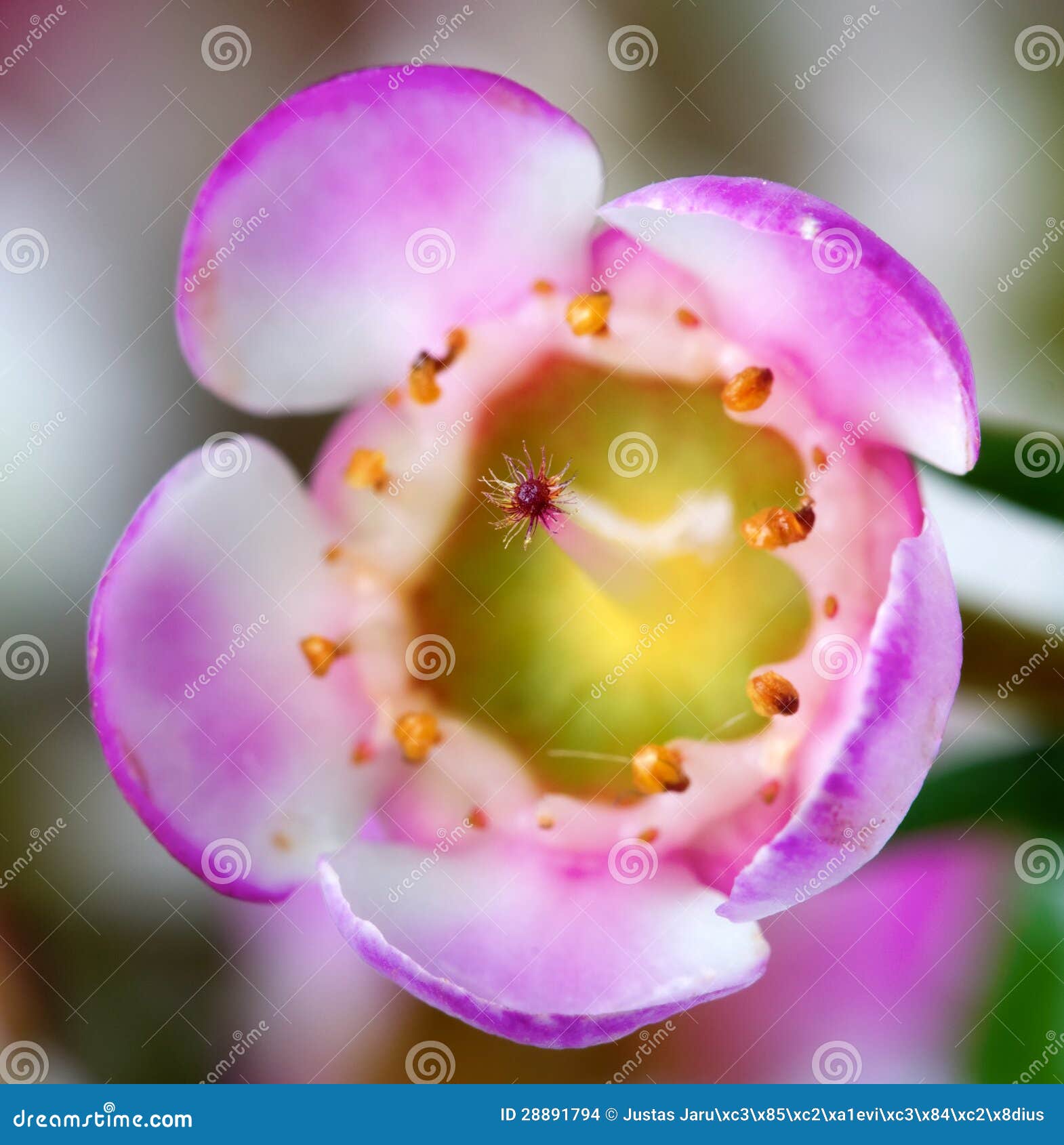 Macro of fragile flower stock photo. Image of bloom, green - 28891794