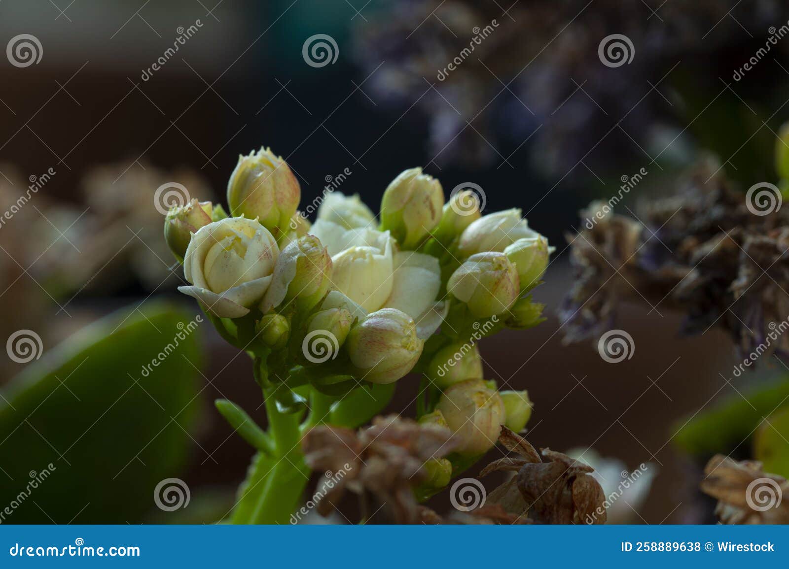 Macro of Freesia Flowers in a Garden Stock Photo - Image of botany ...