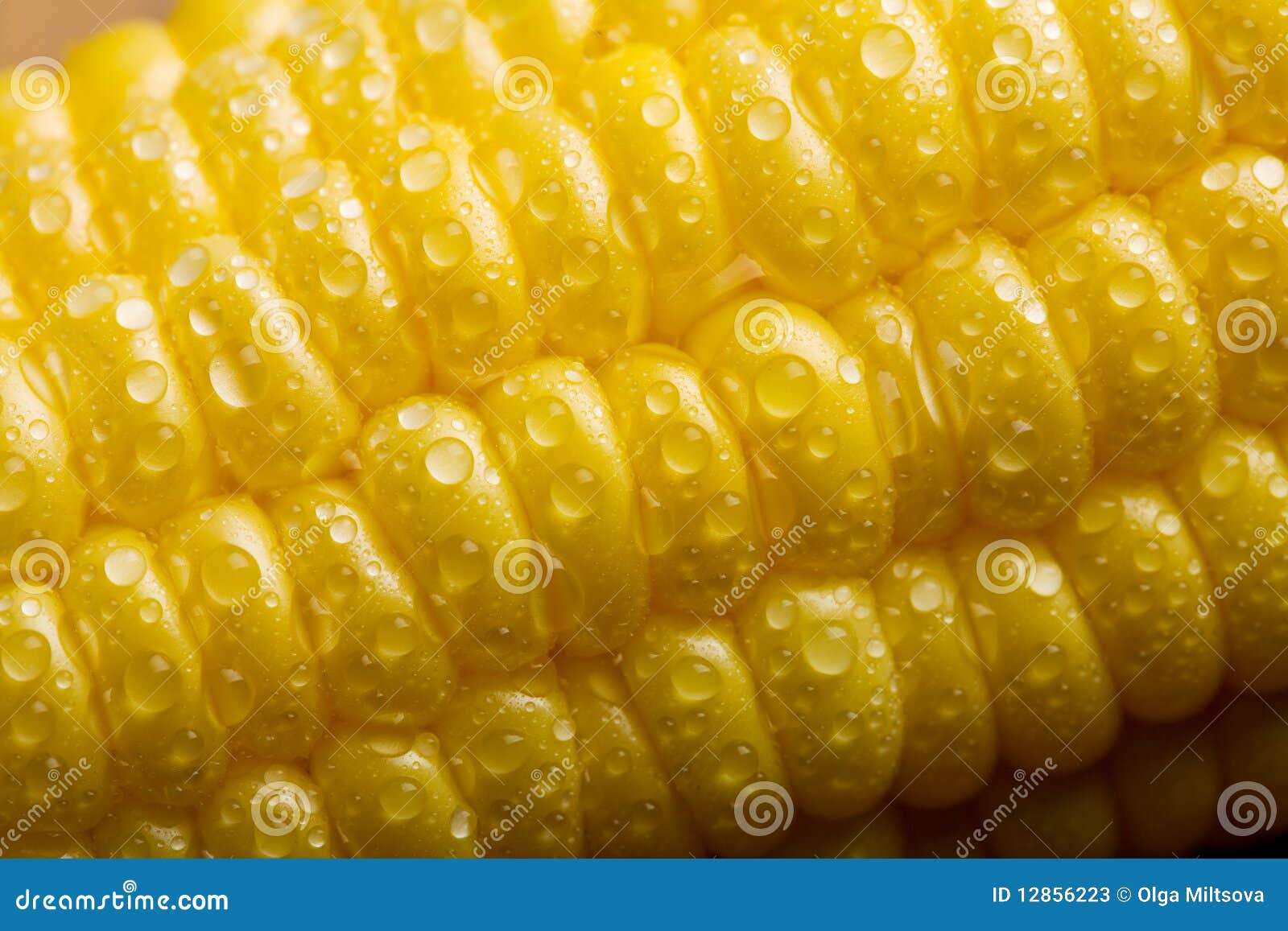 Macro of fresh maize corns stock image. Image of diet - 12856223