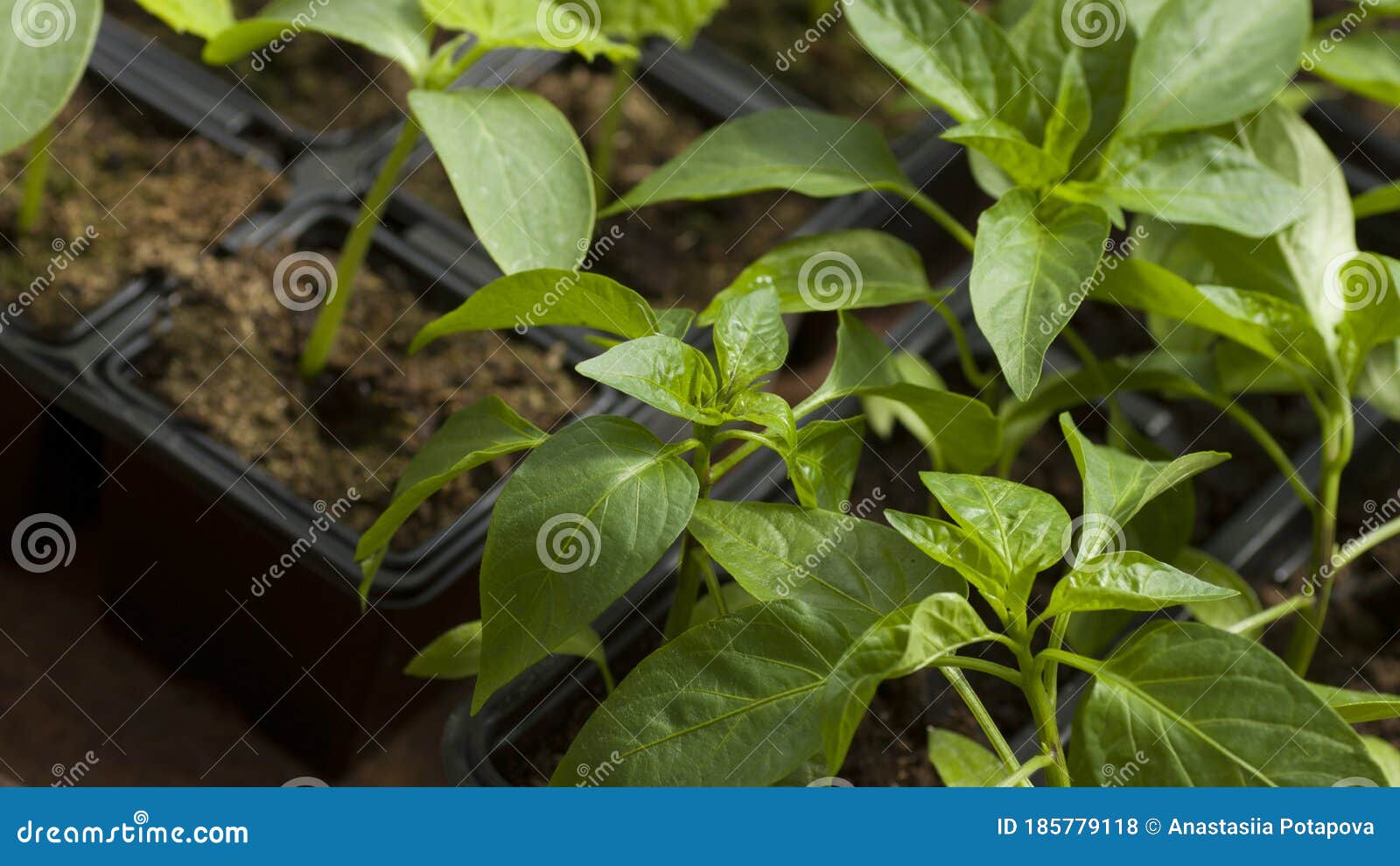 Macro Fresh Pepper Vegetable Sprouts in the Garden in Black Plastic ...