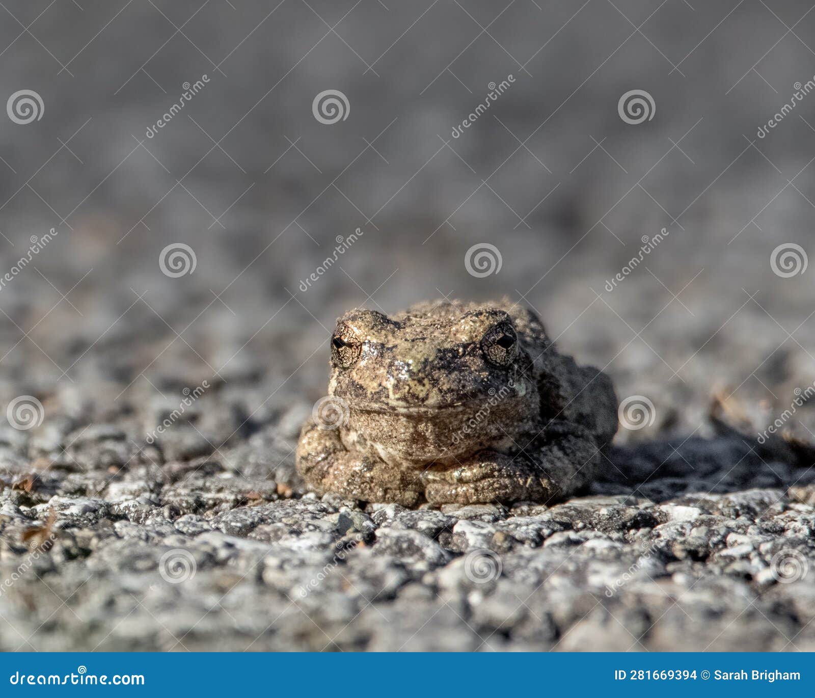 Macro Frog Camouflage on Asphalt Road Stock Photo - Image of wildlife ...