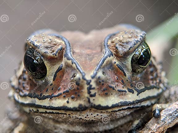 Macro of frog face texture stock photo. Image of insect - 256107206