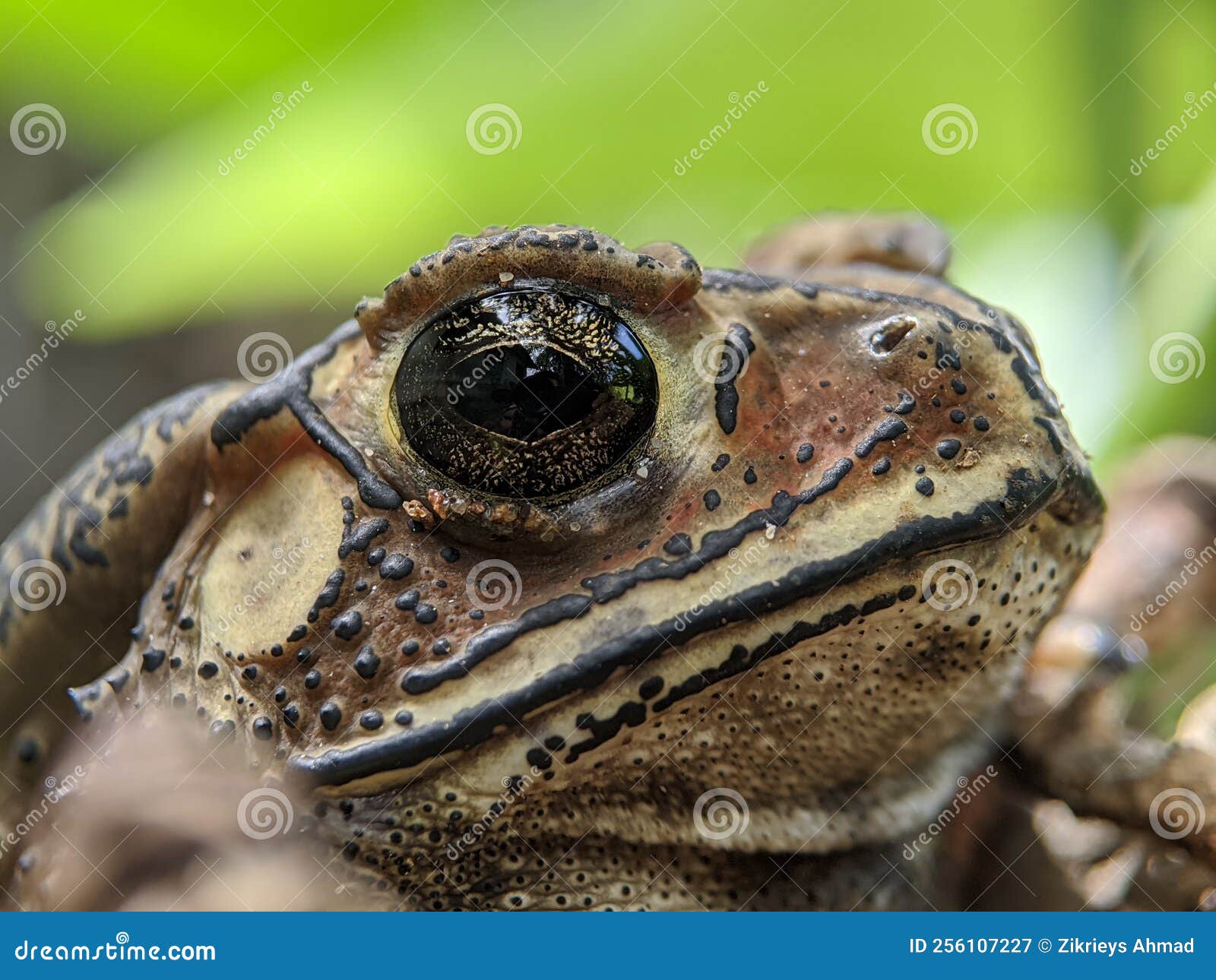 Frog Face Macro. Tailless Amphibians. Defender Of Insect Gardens. Stock ...