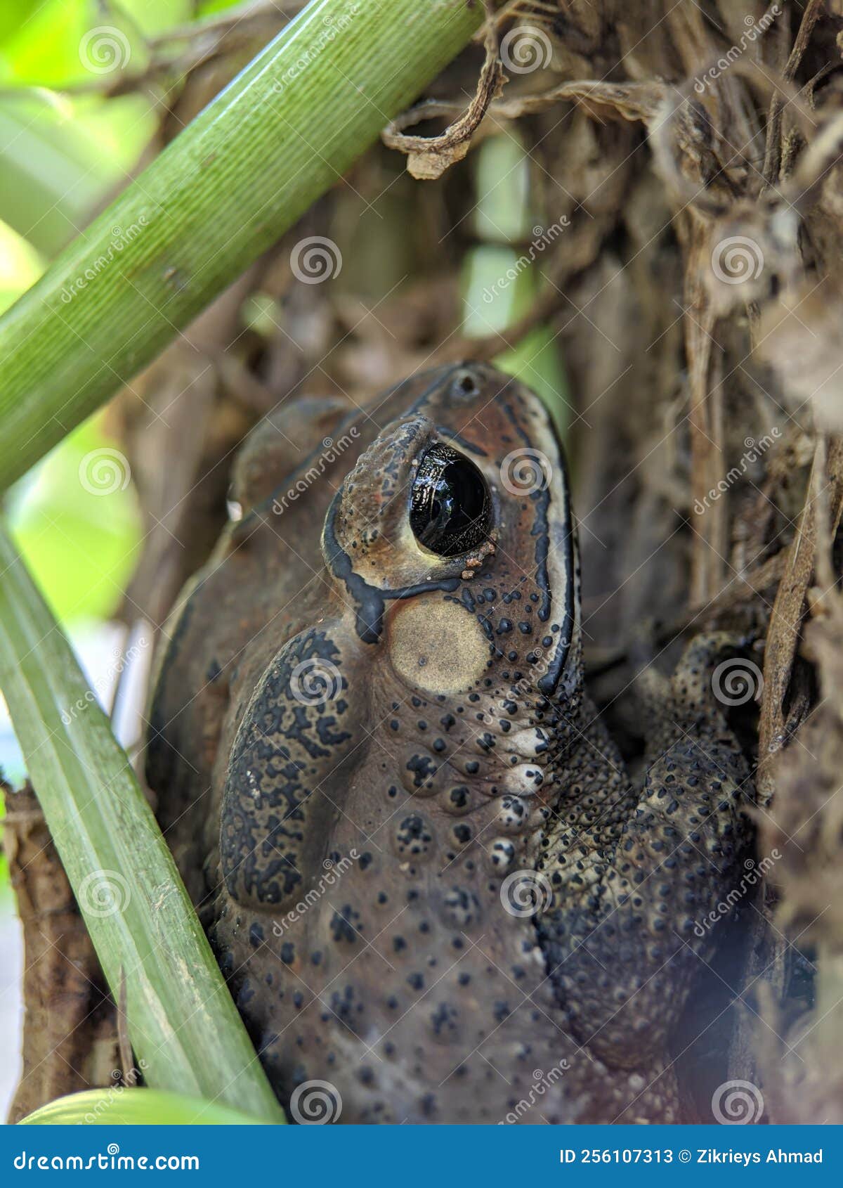 Macro of frog face texture stock image. Image of lizard - 256107313