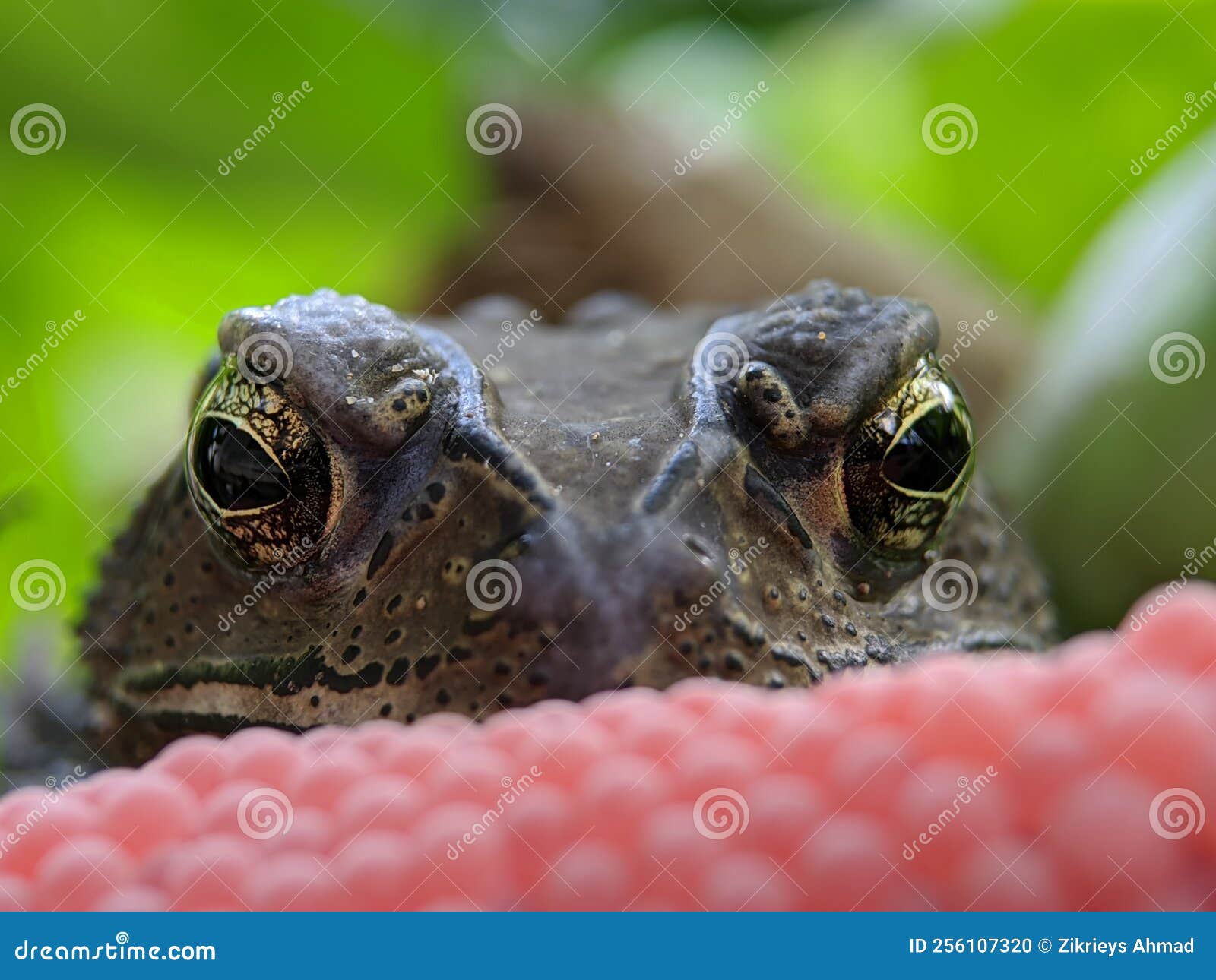 Macro of frog face texture stock photo. Image of nature - 256107320