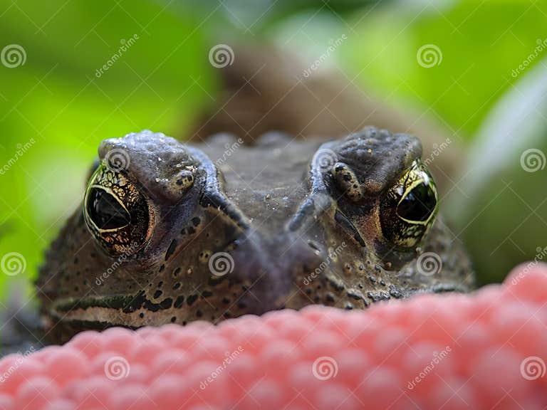 Macro of frog face texture stock photo. Image of nature - 256107320