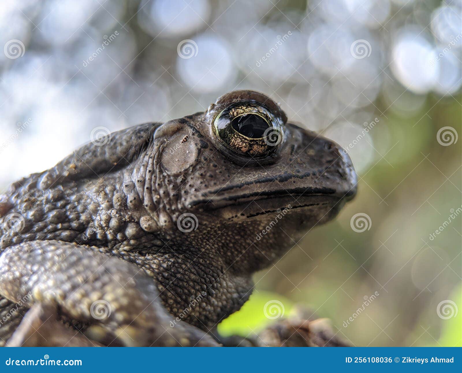 Macro of frog face texture stock photo. Image of amphibian - 256108036