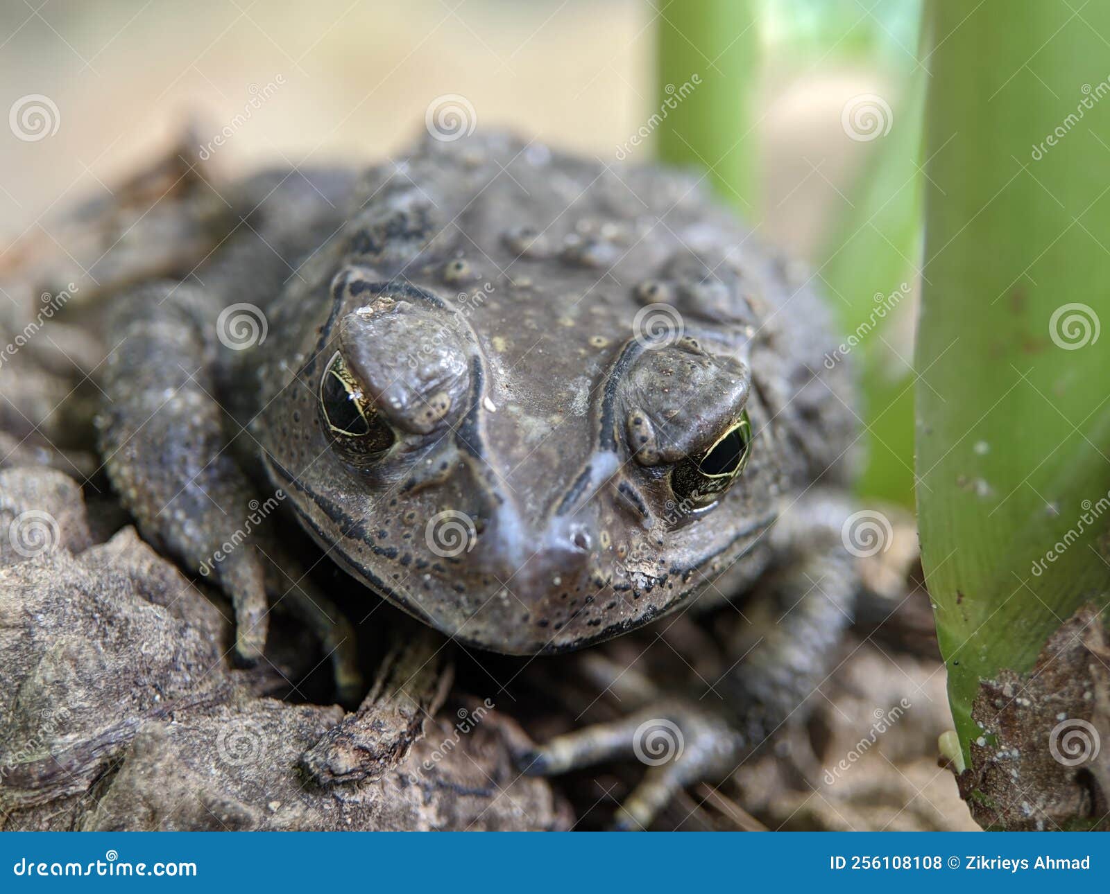 Macro of frog face texture stock photo. Image of toad - 256108108