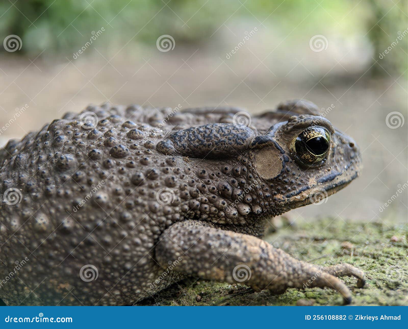 Macro of frog face texture stock photo. Image of lizard - 256108882