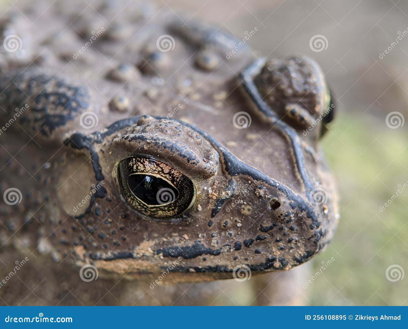 Macro of frog face texture stock image. Image of toad - 256108895
