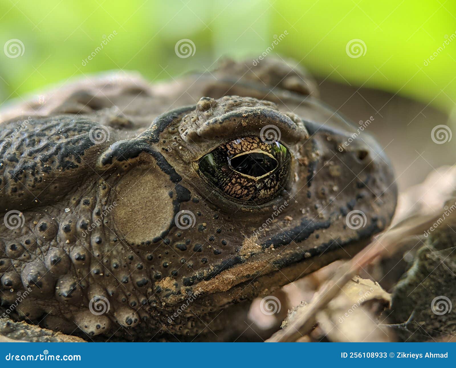 Macro of frog face texture stock image. Image of wildlife - 256108933