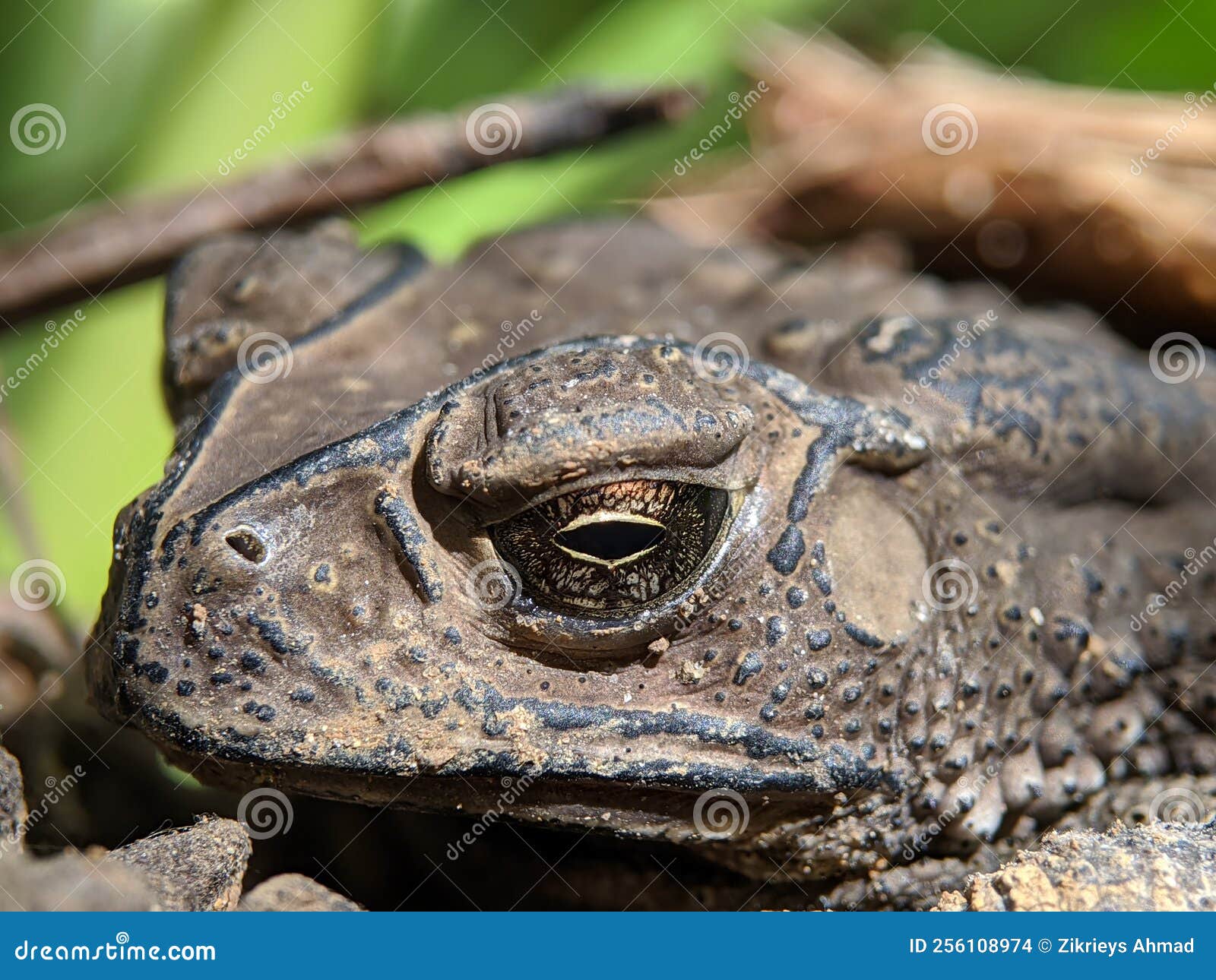 Macro of frog face texture stock photo. Image of crocodile - 256108974