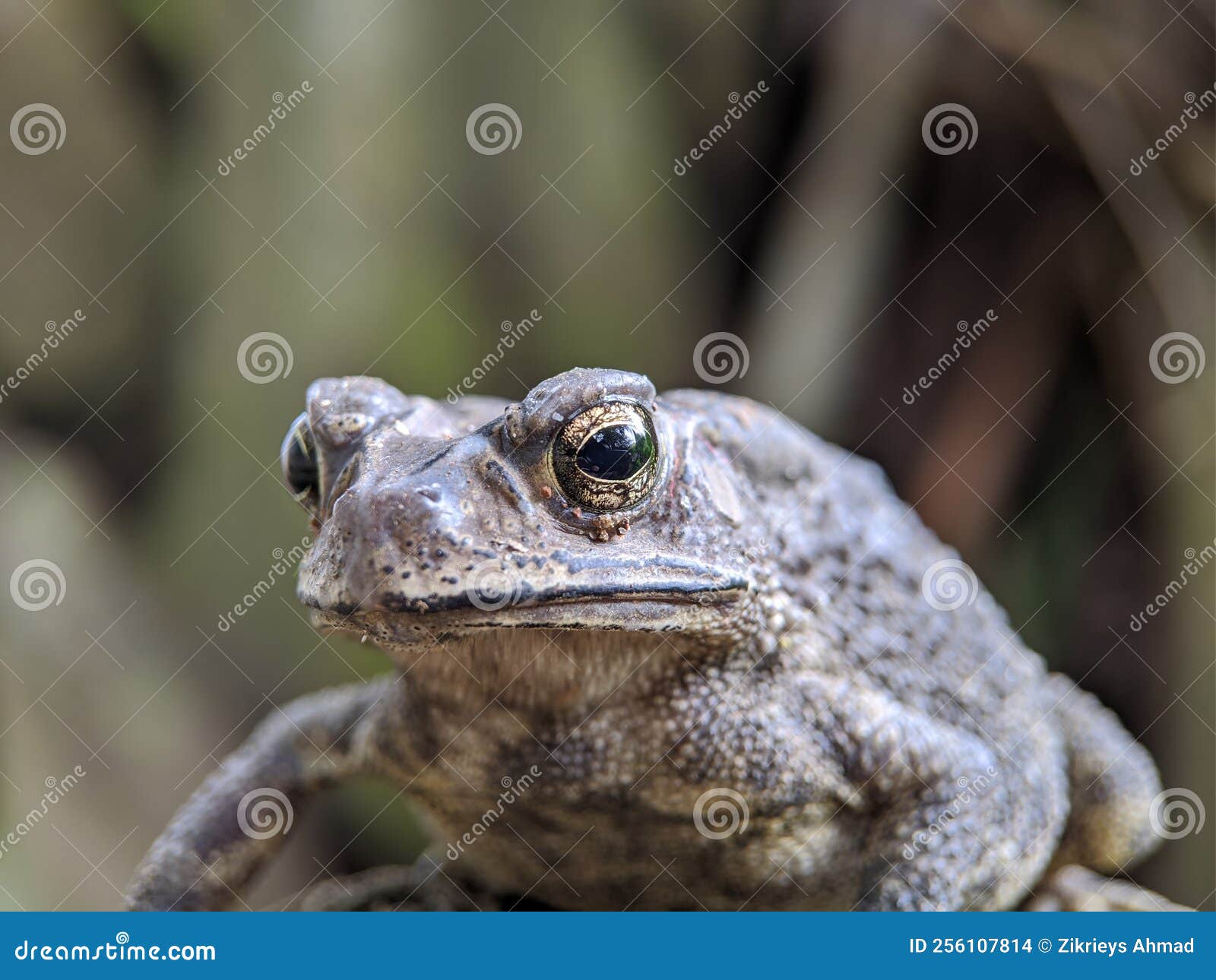 Macro of Frog Face Texture with Blurred on Background Stock Photo ...
