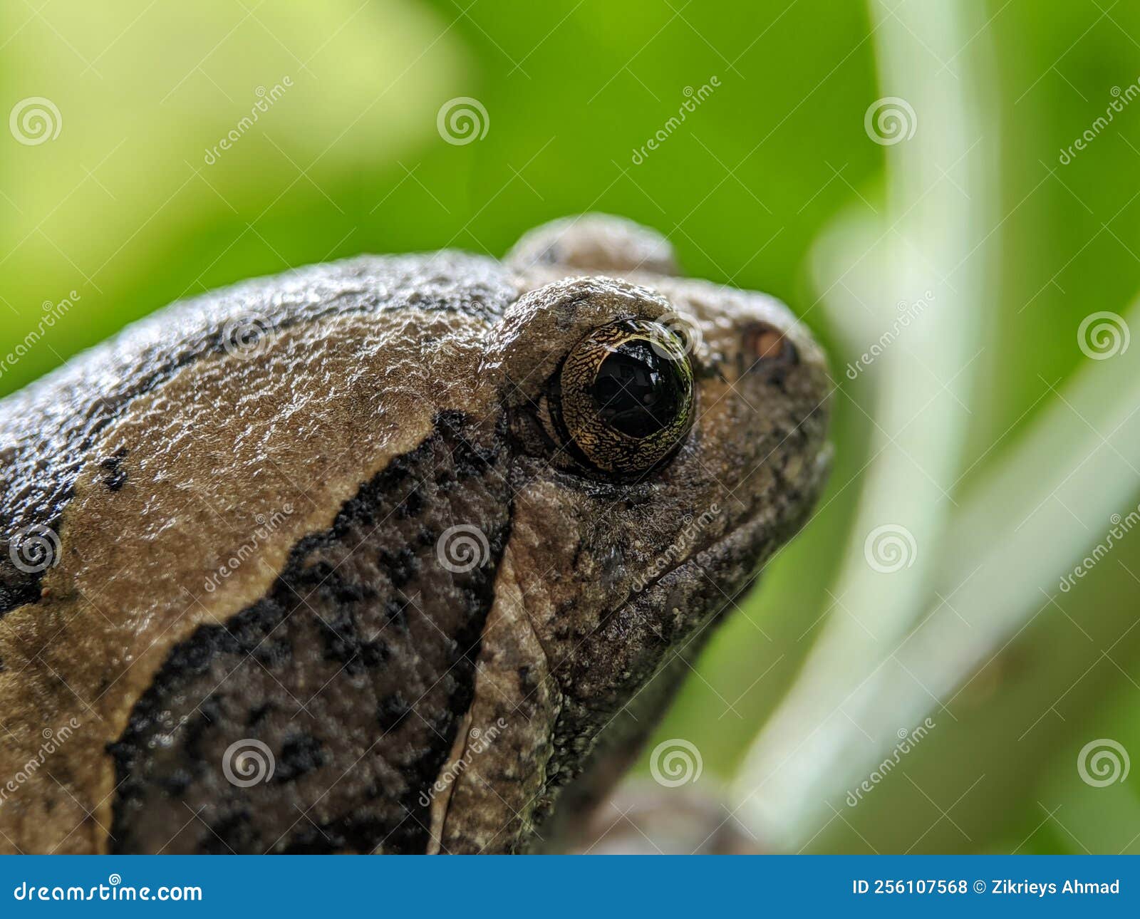 Macro of frog face texture stock photo. Image of face - 256107568