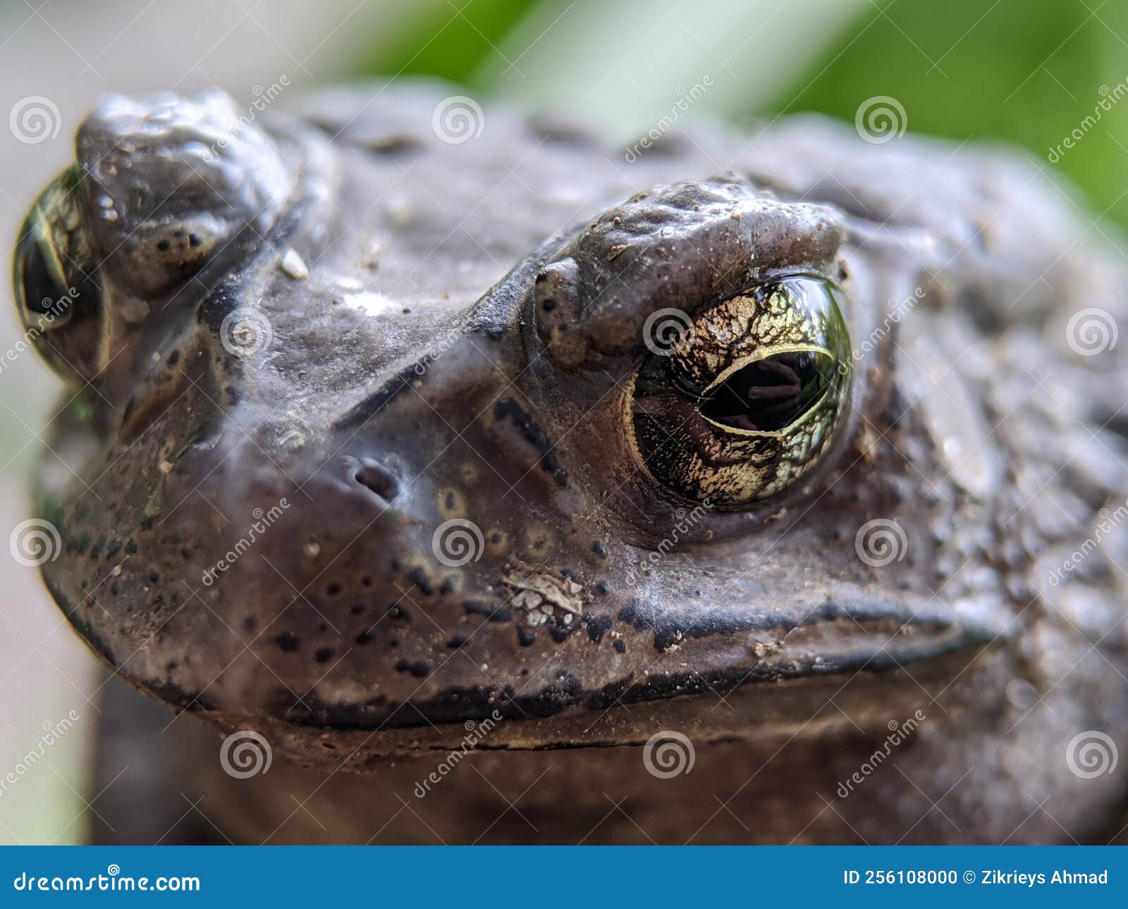 Macro of frog face texture stock photo. Image of animal - 256108000
