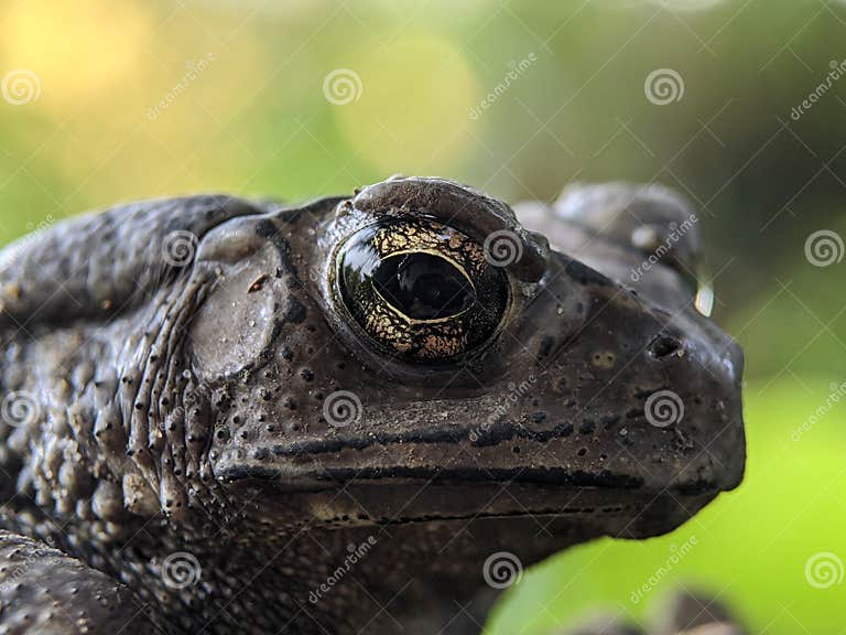 Macro of frog face texture stock image. Image of amphibian - 256108023